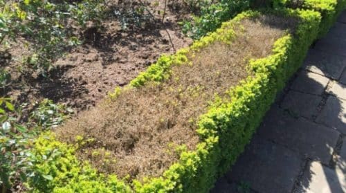 Dealing with Box Blight - Box Hedge Blight - Hopes Grove Nurseries