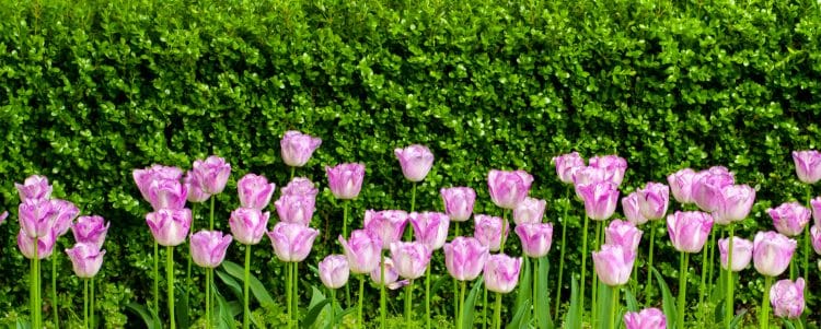 Buy Box Hedging (Boxwood) | Buxus Hedging for Sale