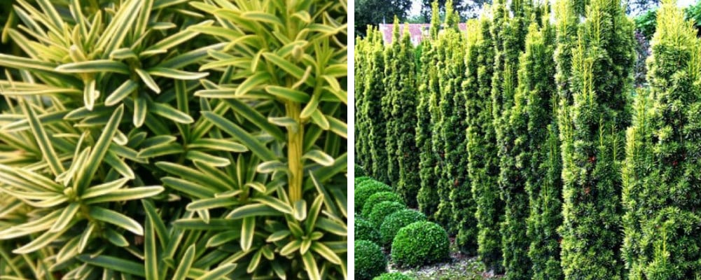 Buy Root Ball Hedging | Root Ball Hedge Plants | Rootball Hedges