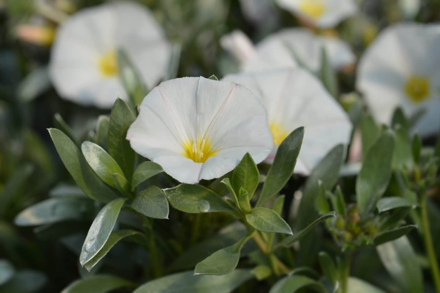 Convolvulus Ground Cover Plants - Hopes Grove Nurseries