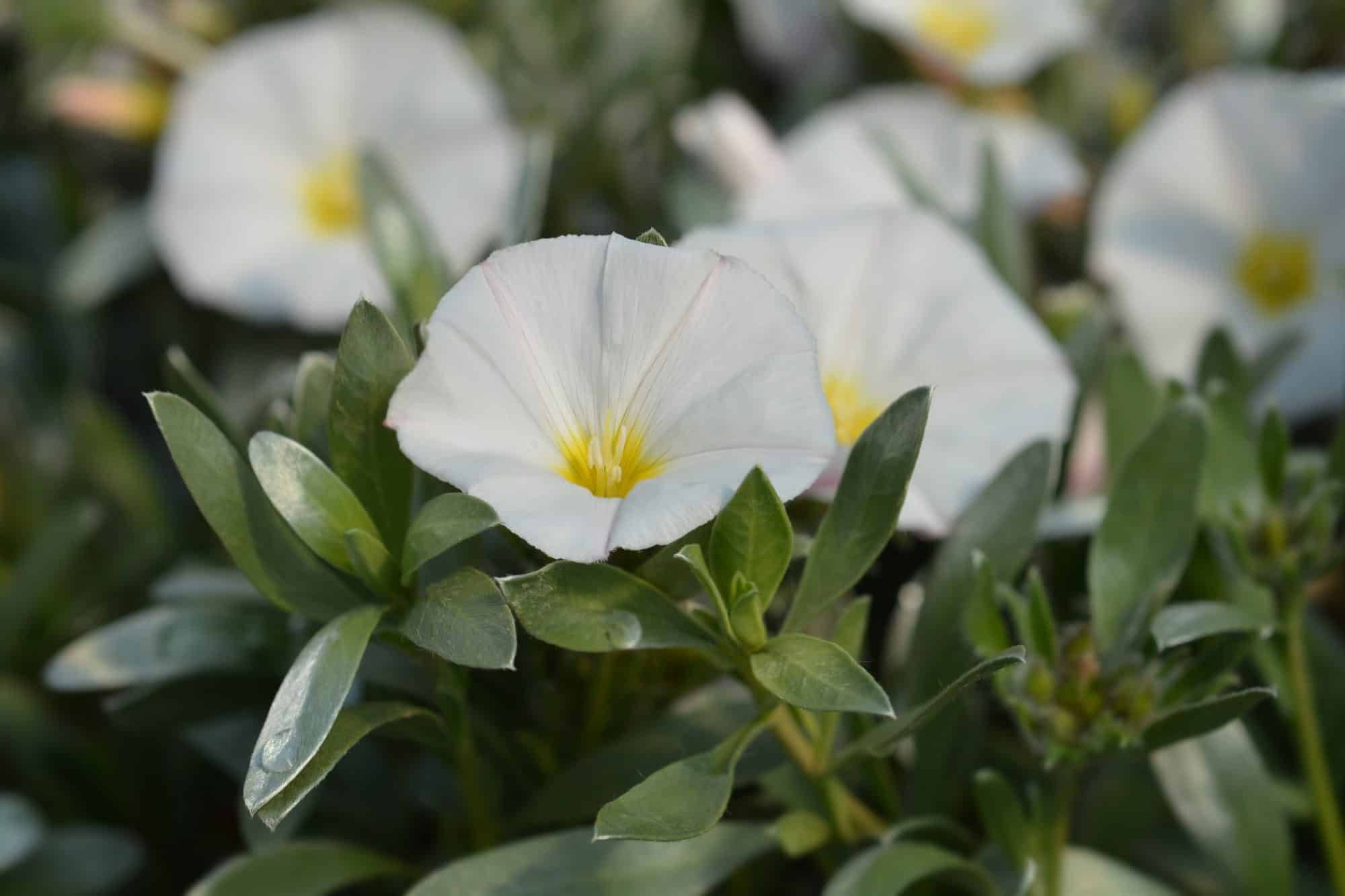 Convolvulus Ground Cover Plants - Hopes Grove Nurseries