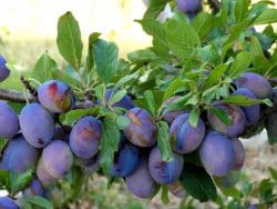 Merryweather Damson Trees - Damson Merryweather - HGN
