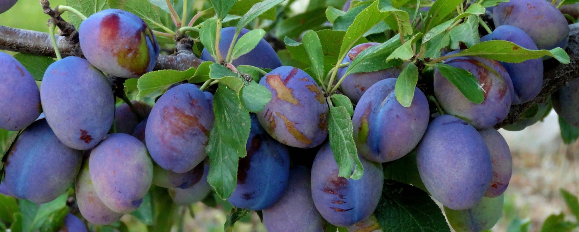 Damson Trees - Buy Damson Trees - Hopes grove Nurseries