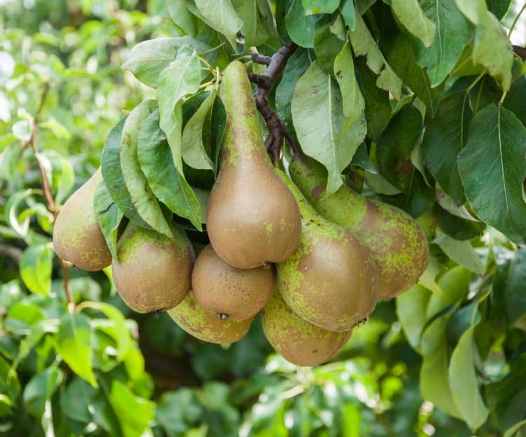 Conference Pear Trees for Sale - Hopes Grove Nurseries