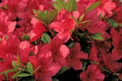 Buy Evergreen Azaleas - Azalea Amoena, Azalea Blue Danube & More ...