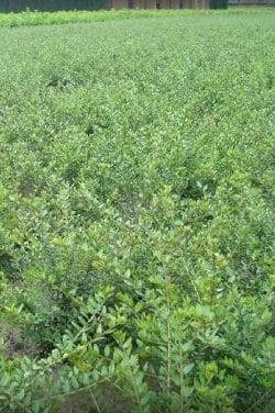 Buy Lonicera Nitida Elegant Hedging Plants | Hopes Grove Nurseries