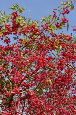 Buy Spindle Hedge Plants | Spindle Hedging | Euonymus Eurpaeus Hedges