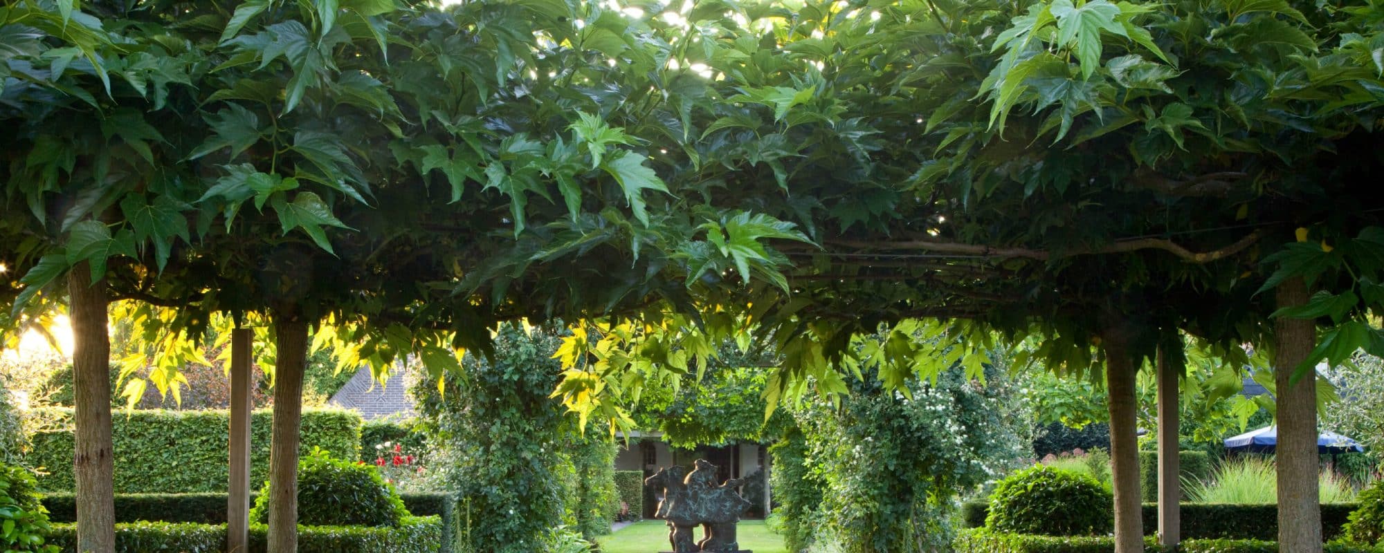 Pleached Trees - Pleached Evergreen Trees - Hopes Grove Nurseries