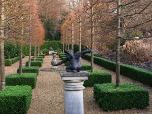 Pleached Lime Trees - Tilia x europaea 'Pallida' - Hopes Grove Nurseries