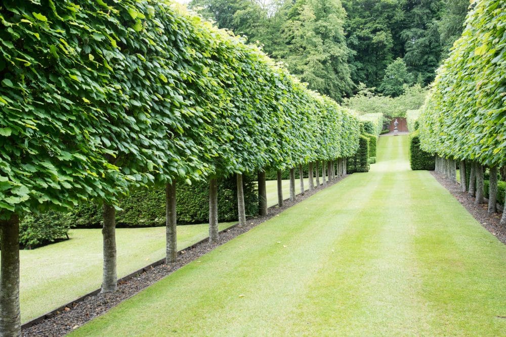 Pleached Lime Trees - Tilia x europaea 'Pallida' - Hopes Grove Nurseries