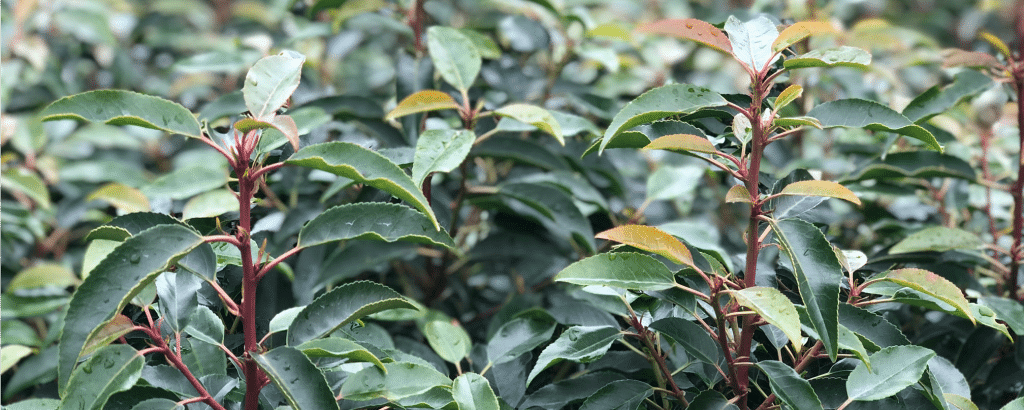 Pleached Portugal Laurel - Prunus Lusitanica Angustifolia Pleached