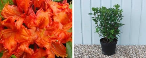 Buy Deciduous Azaleas Hedges and Hedging Plants | Hopes Grove Nurseries