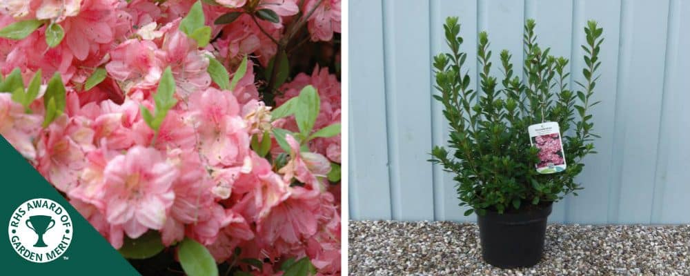 Buy Evergreen Azaleas - Azalea Japonica - Hopes Grove Nurseries