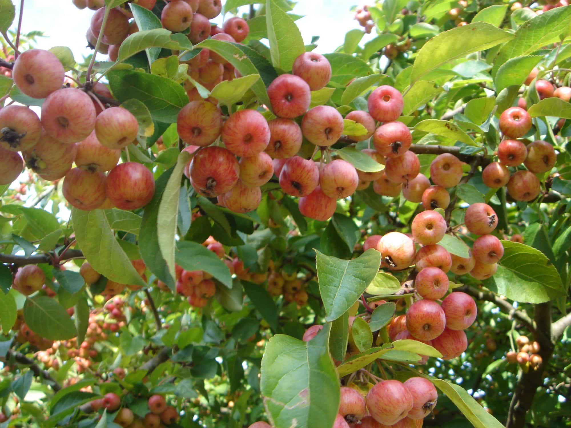 Pleached Crab Apple Trees - Malus 'Evereste' - Hopes Grove Nurseries