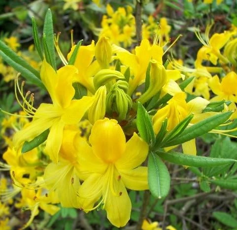 Deciduous Azalea Pontica Azaleas & Rhododendrons - Hopes Grove Nurseries