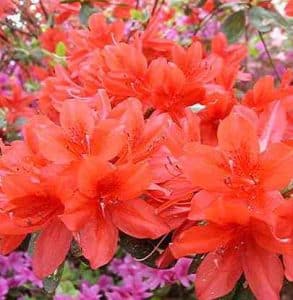 Evergreen Azalea Addy Werry Agm Azaleas & Rhododendrons - Hopes Grove ...