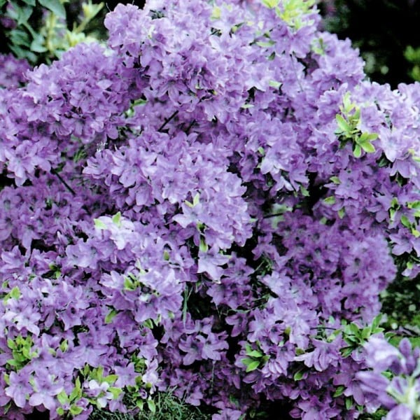 Evergreen Azalea Blue Danube Azaleas & Rhododendrons - Hopes Grove ...