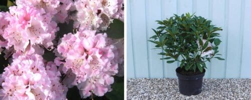 Buy Rhododendron Plants - Hybrid Rhododendrons - Hopes Grove UK