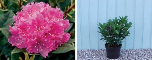 Buy Rhododendron Plants - Hybrid Rhododendrons - Hopes Grove UK