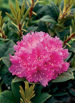 Hybrid Rhododendron Rocket Azaleas & Rhododendrons - Hopes Grove Nurseries