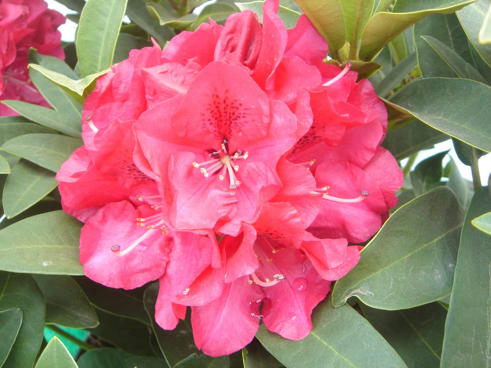Hybrid Rhododendron Wilgens Ruby Azaleas & Rhododendrons - Hopes Grove ...