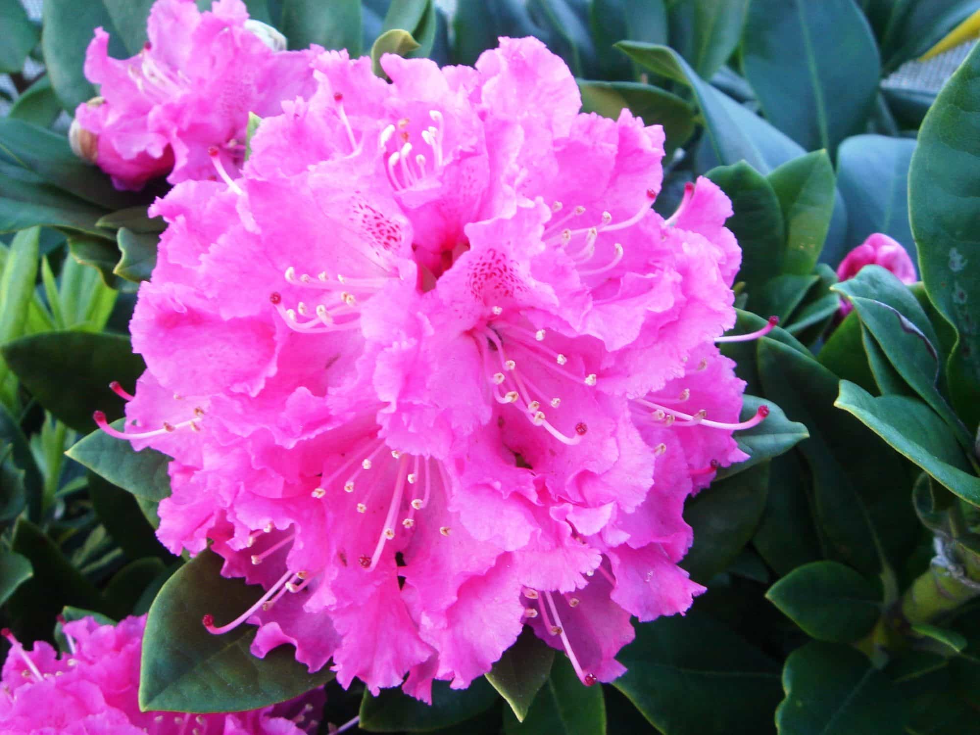 Hybrid Rhododendrons Selection Boxes - Hopes Grove Nurseries