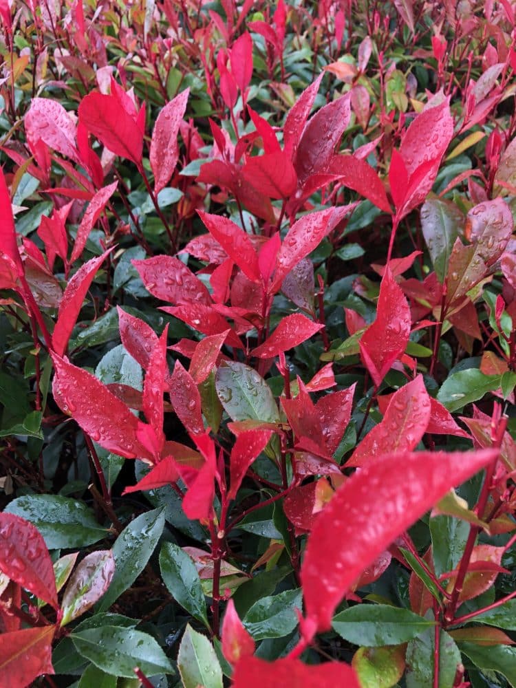 Photinia Carre Rouge Hedging - Hopes Grove Nurseries