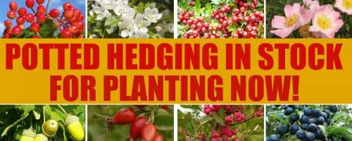 Buy Mixed Native Hedging Plants | English & British Hedges | Hopes ...