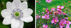 Buy Ground Cover Plants | Flowering Ground Cover | Hopes Grove Nurseries