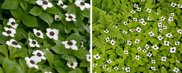 Buy Ground Cover Plants | Flowering Ground Cover | Hopes Grove Nurseries
