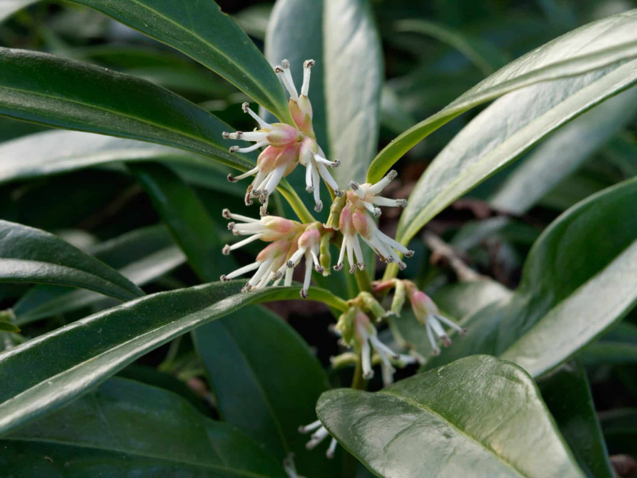 Sarcococca humilis shrubs - Sweet Box humilis - Hopes Grove Nurseries