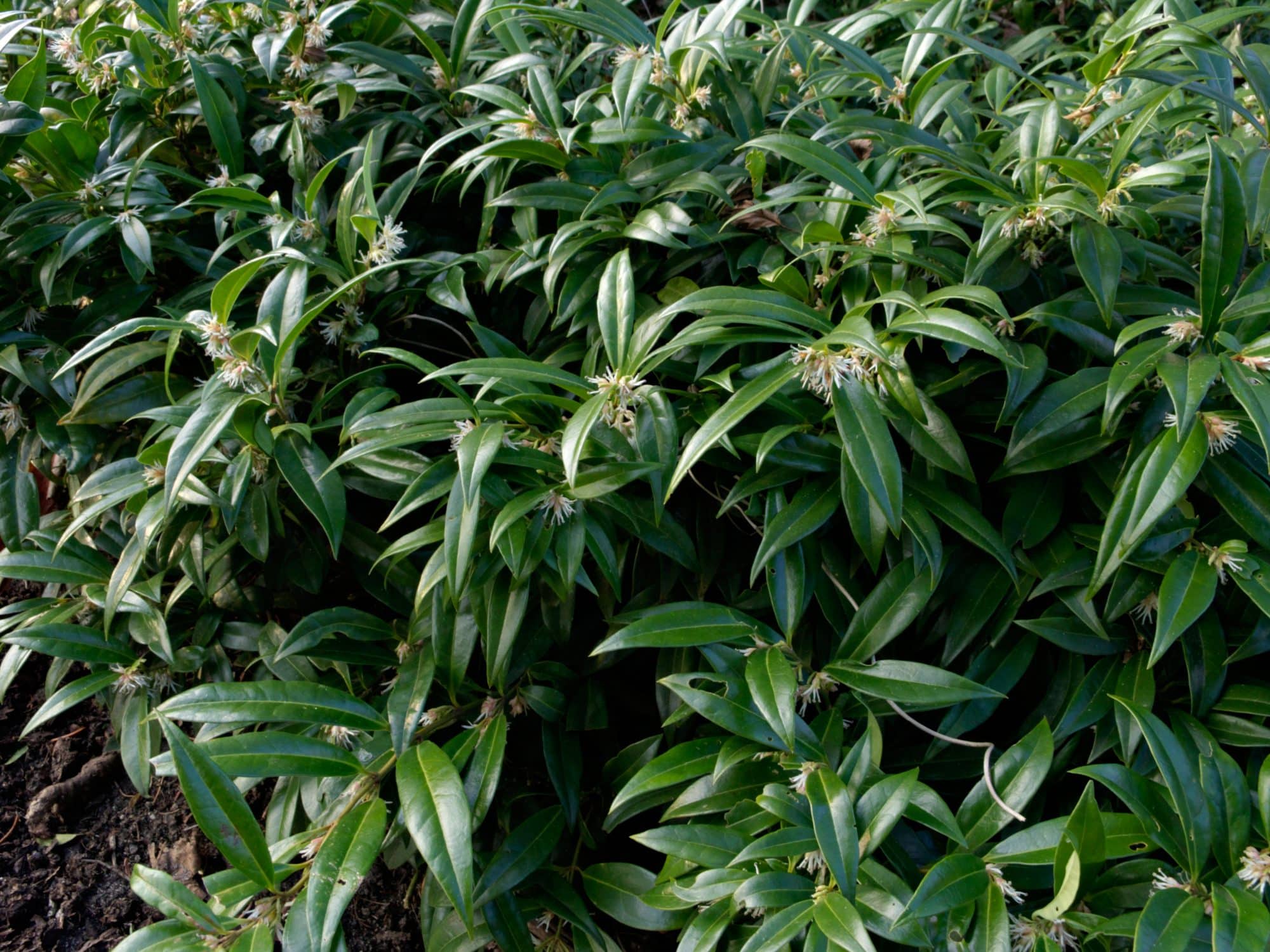 Sarcococca humilis shrubs - Sweet Box humilis - Hopes Grove Nurseries