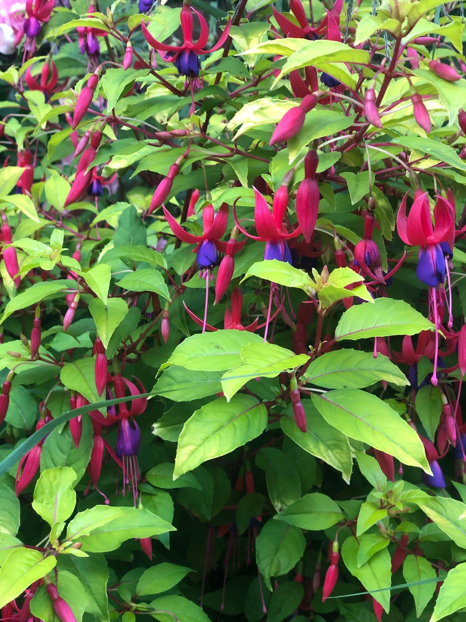 Fuchsia Genii Hedging - Fuchsia Genii Shrubs - Hopes Grove Nurseries