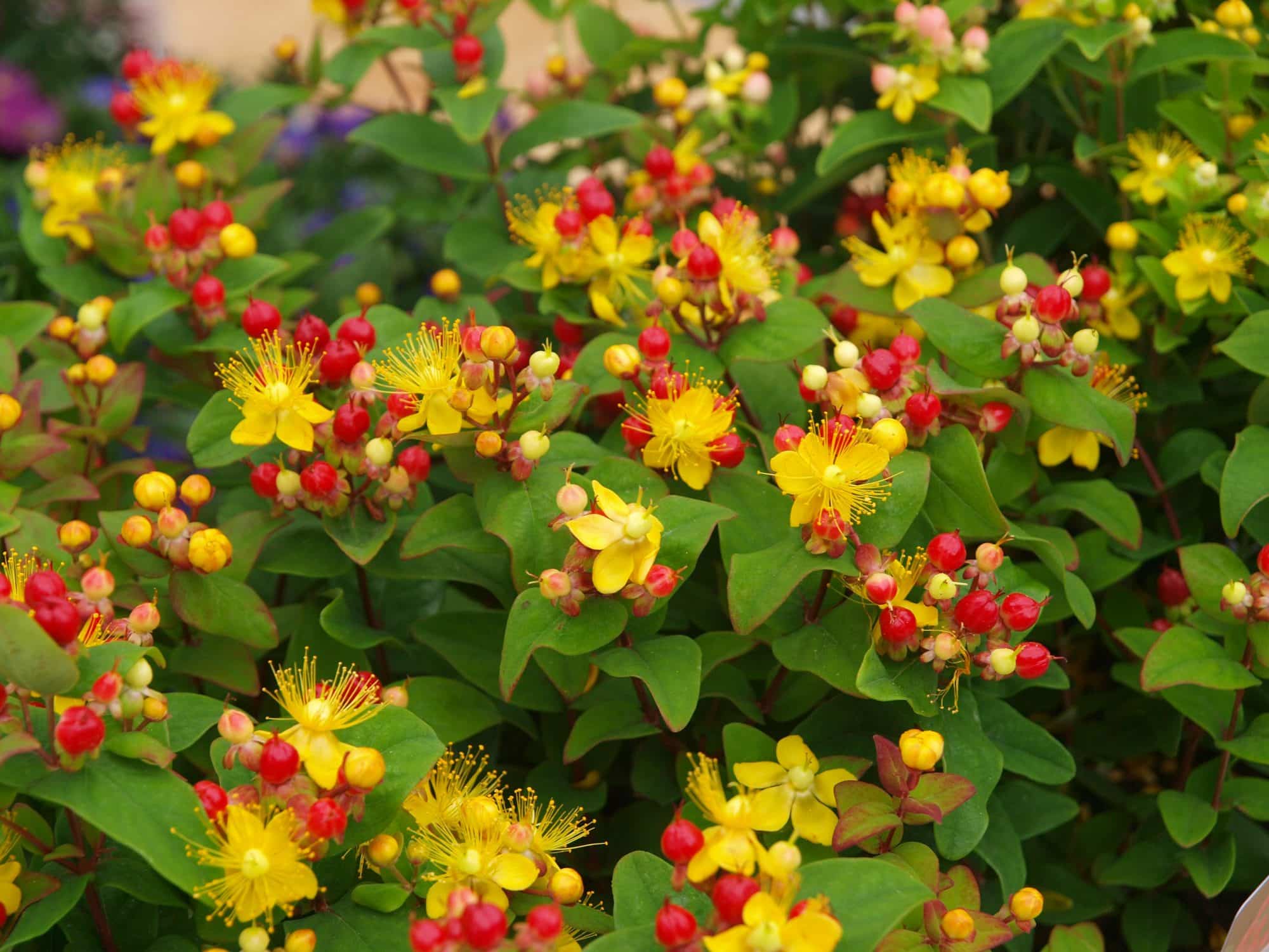 Hypericum Miracle Attraction Hedging - Hopes Grove Nurseries