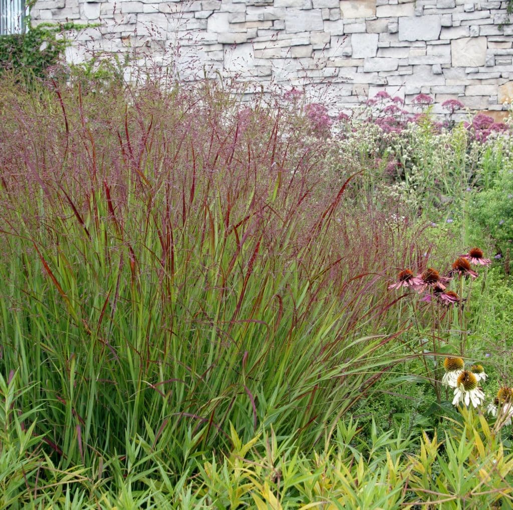 Panicum virgatum Rehbraun - Switch Grass - Hopes Grove Nurseries