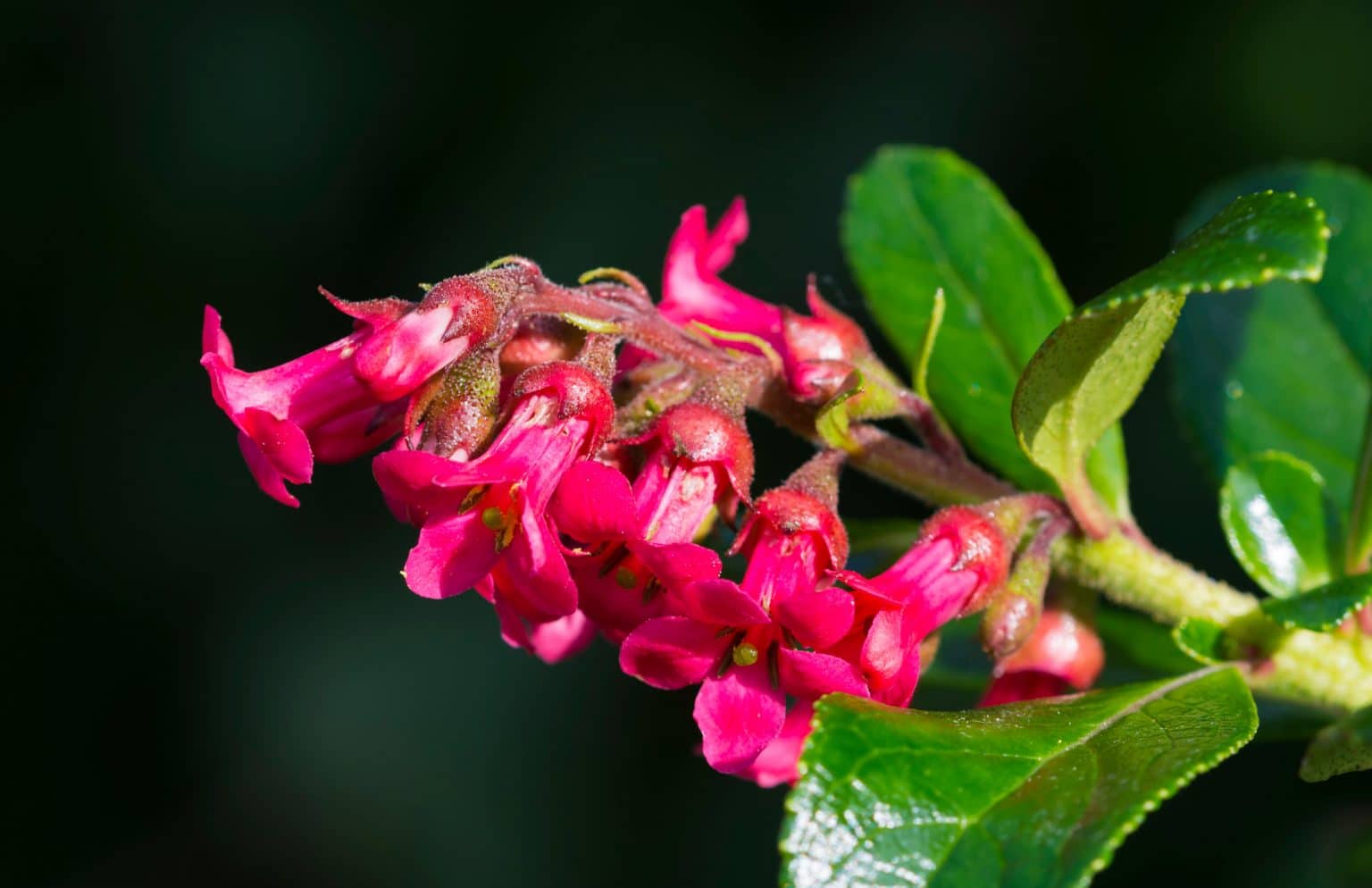 Buy Escallonia Red Hedges | Escallonia Rubra Macrantha / Escallonia ...