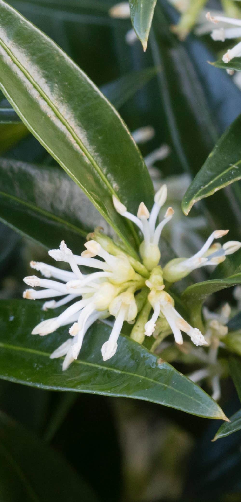 Sarcococca ruscifolia - Sweet Box Ruscifolia - Hopes Grove Nurseries