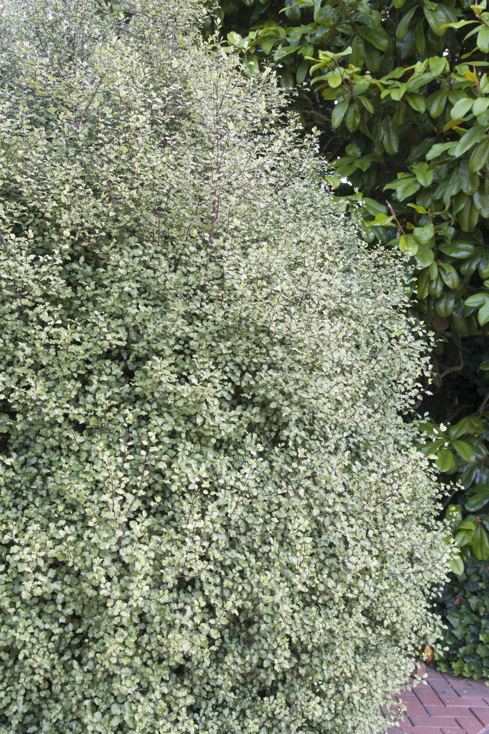 Pittosporum Silver Sheen Hedging & Shrubs - Hopes Grove Nurseries