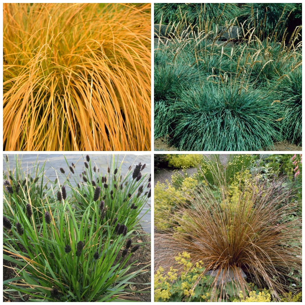 Ground Cover Grasses Identification