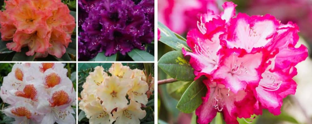 Buy Azaleas and Rhododendrons - Azalea & Rhododendron Plants