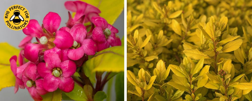 Buy Escallonia Hedging Plants | Browse our species from Hopes Grove ...