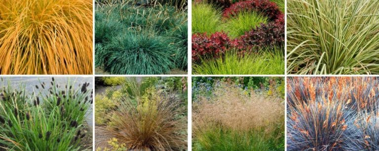 Ornamental Grasses - Garden Grasses - Hopes Grove Nurseries