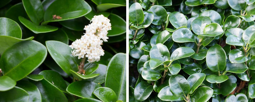 Privet Hedge Plants - Hopes Grove Nurseries