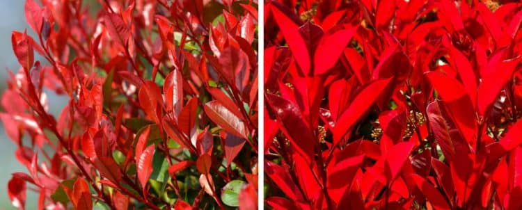 When to Prune Photinia | Pruning Photinia | Hopes Grove Nurseries