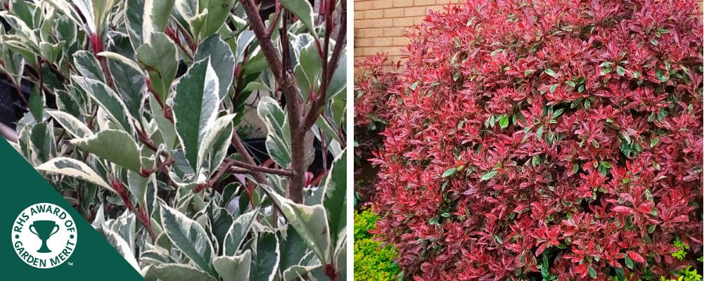 Buy Photinia Hedging - Photinia Plants & Red Robin Photinia | Hopes Grove
