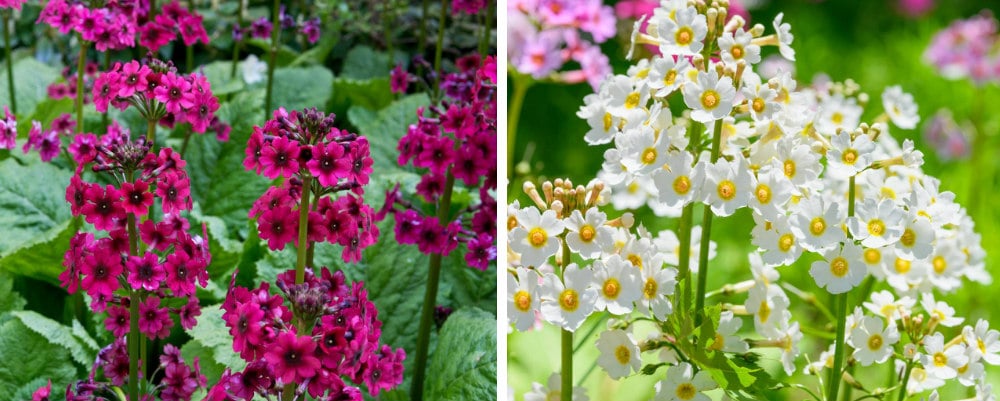 Buy Ground Cover Plants | Flowering Ground Cover | Hopes Grove Nurseries