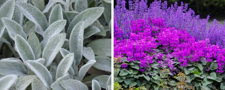 Buy Ground Cover Plants | Flowering Ground Cover | Hopes Grove Nurseries