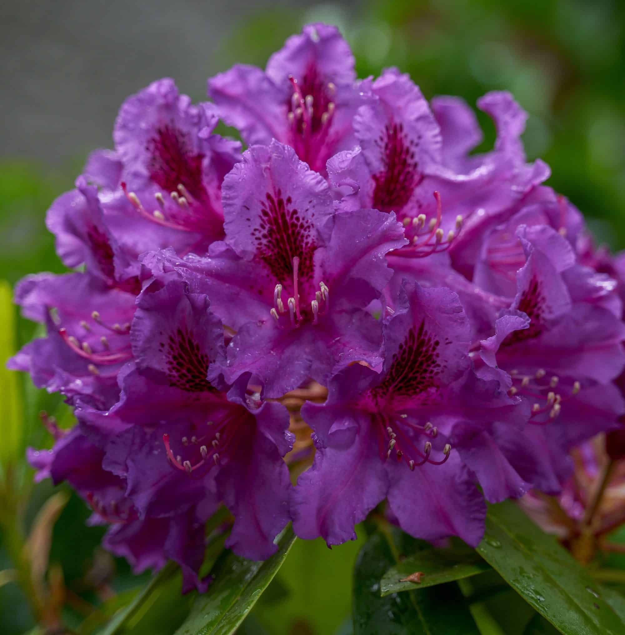 Rhododendron Azurro - Hybrid Rhododendron Azurro - Hopes Grove