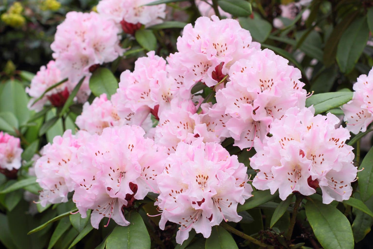 Hybrid Rhododendron Christmas Cheer Azaleas & Rhododendrons - Hopes ...