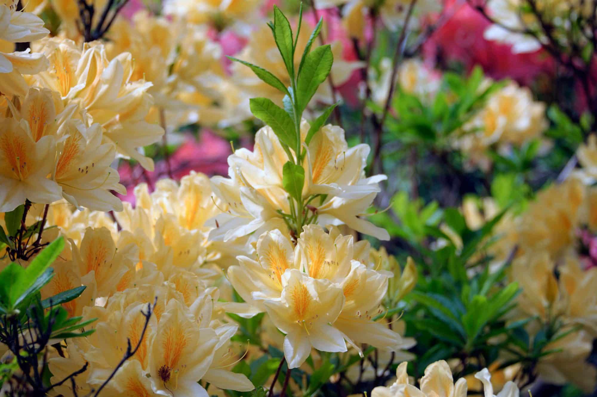 Azalea Daviesii - Deciduous Azalea Daviesii - Hopes Grove Nurseries